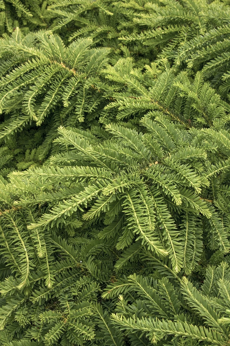 Taxus — Sunnyside Nursery