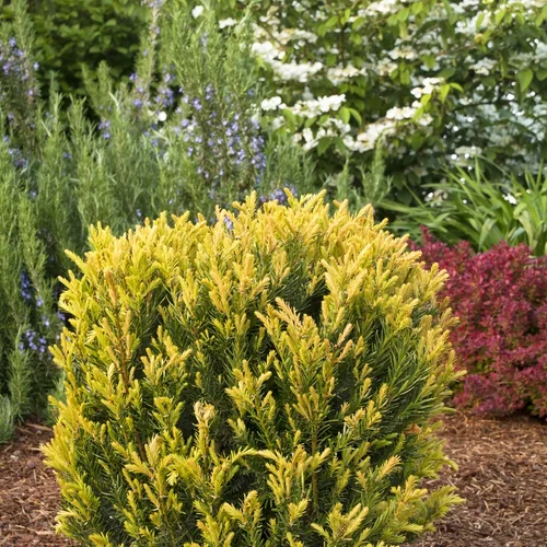 Taxus — Sunnyside Nursery