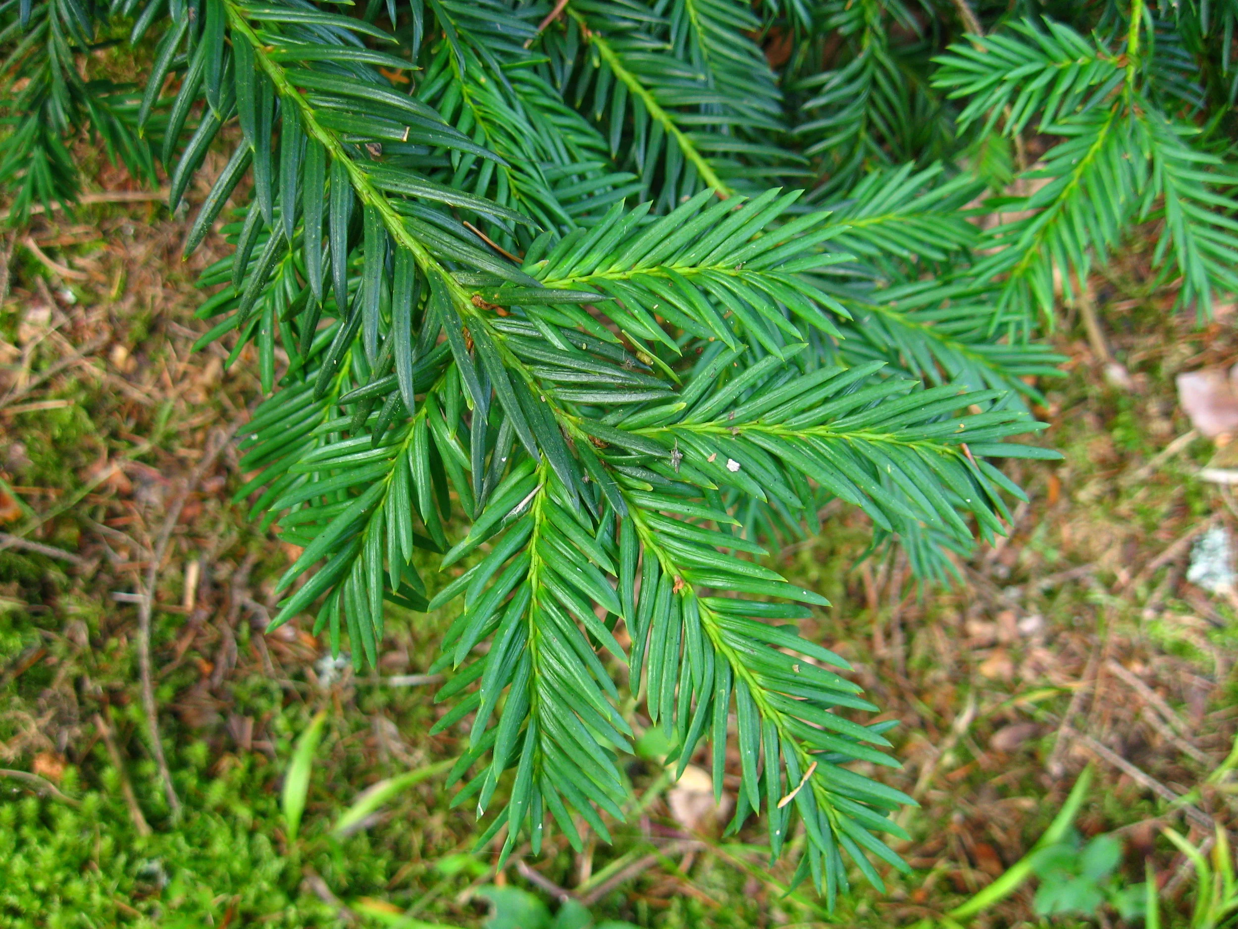 Taxus — Sunnyside Nursery