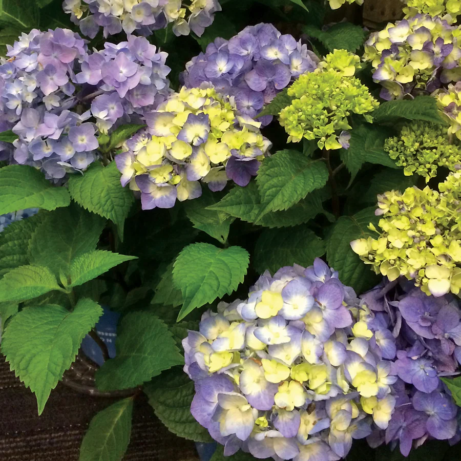 Endless Summer Hydrangea Blushing Bride