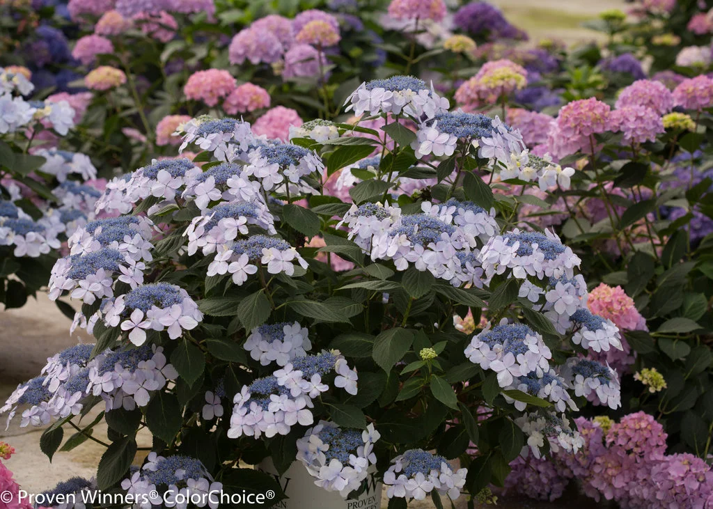Let's Dance Hydrangeas — Sunnyside Nursery