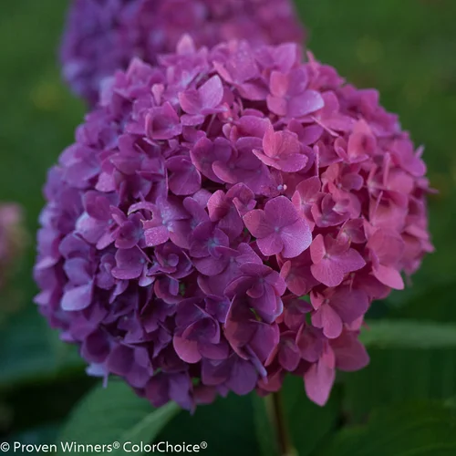 Let's Dance Hydrangeas — Sunnyside Nursery