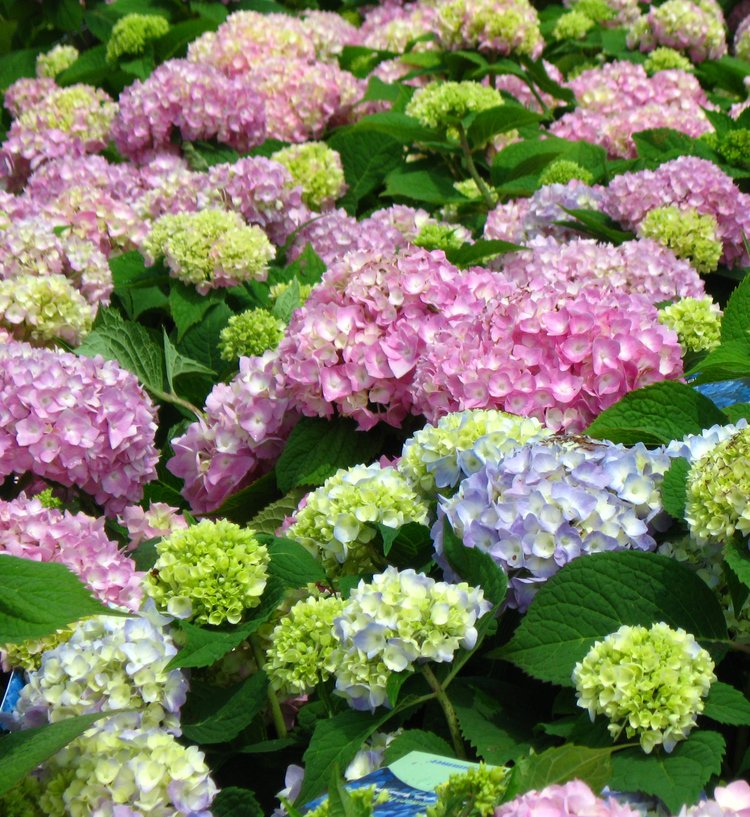 Shade Hydrangeas — Sunnyside Nursery