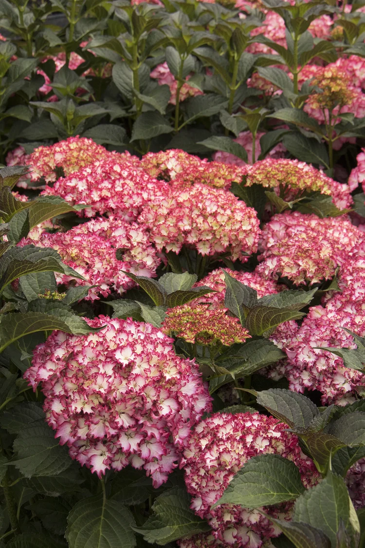 Shade Hydrangeas — Sunnyside Nursery