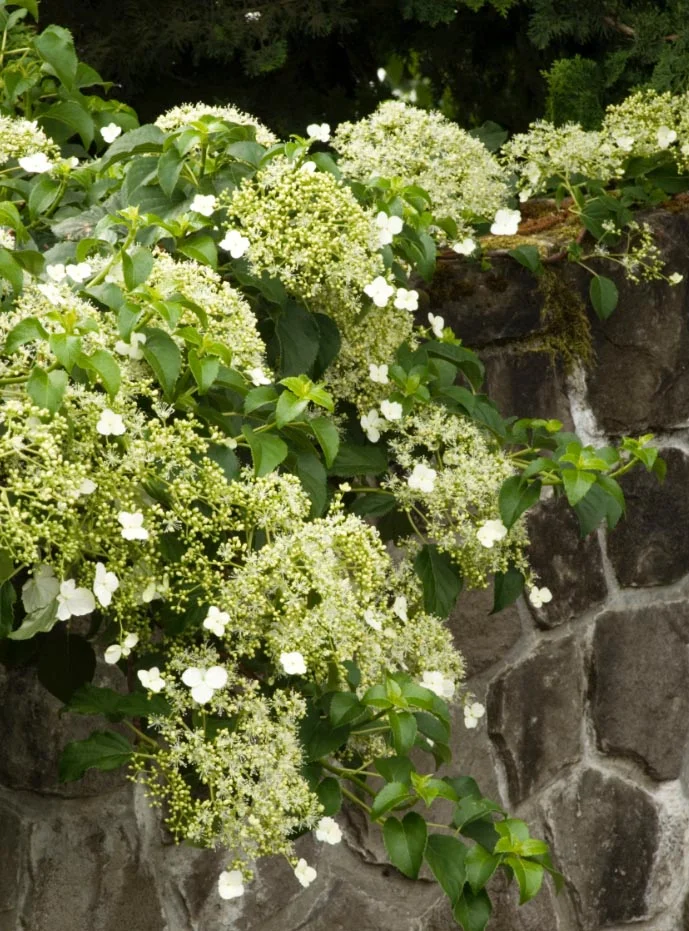 Shade Hydrangeas — Sunnyside Nursery