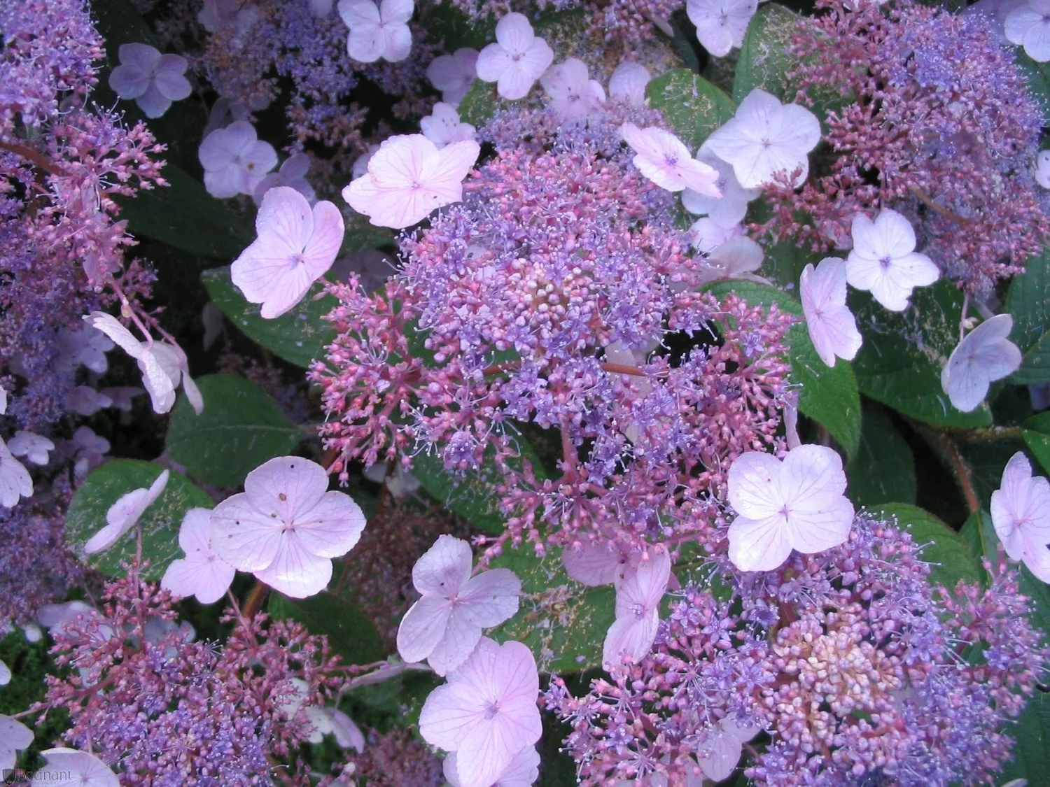 Shade Hydrangeas — Sunnyside Nursery