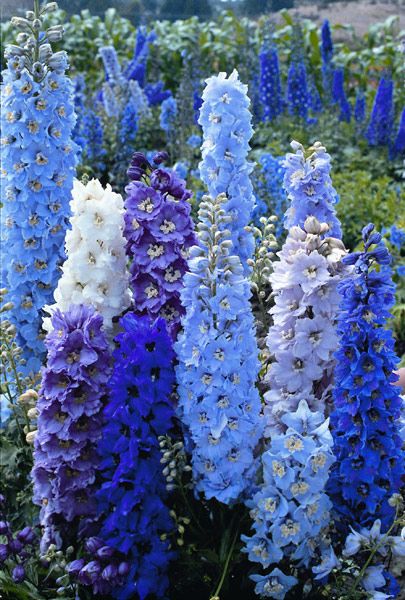 It's Time For Delphiniums — Sunnyside Nursery