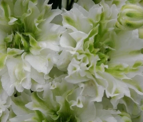 It's Time For Delphiniums — Sunnyside Nursery