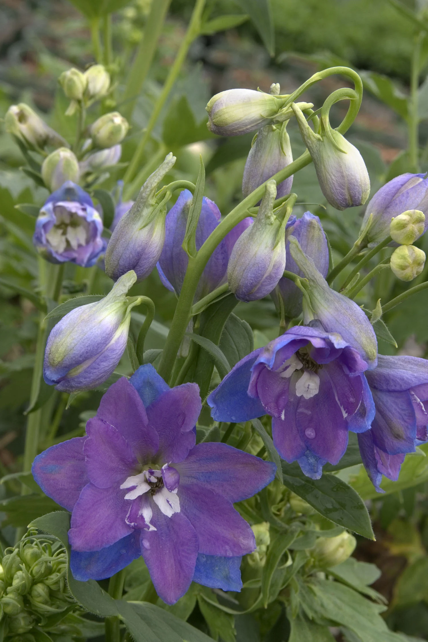 It's Time For Delphiniums — Sunnyside Nursery