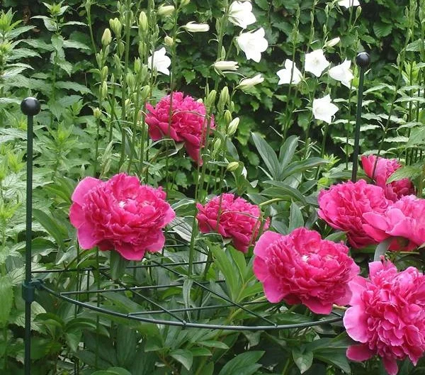 Itoh Peonies - The Best Of Both Worlds — Sunnyside Nursery