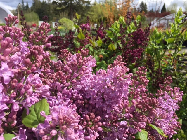 Dwarf Lilacs - Compact, dependable & even re-blooming — Sunnyside Nursery