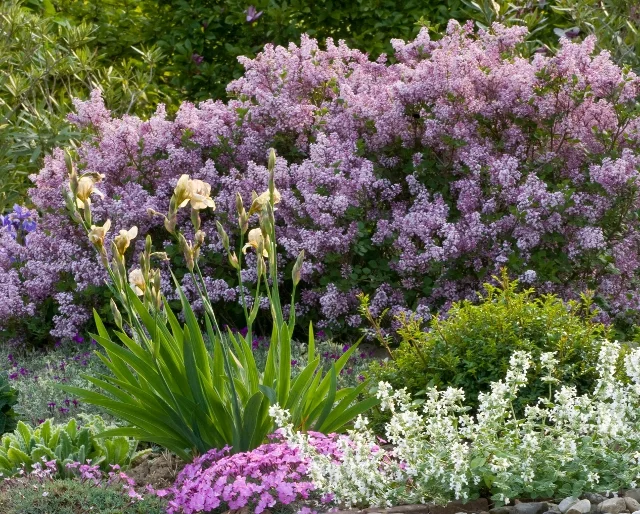 Dwarf Lilacs - Compact, dependable & even re-blooming — Sunnyside Nursery