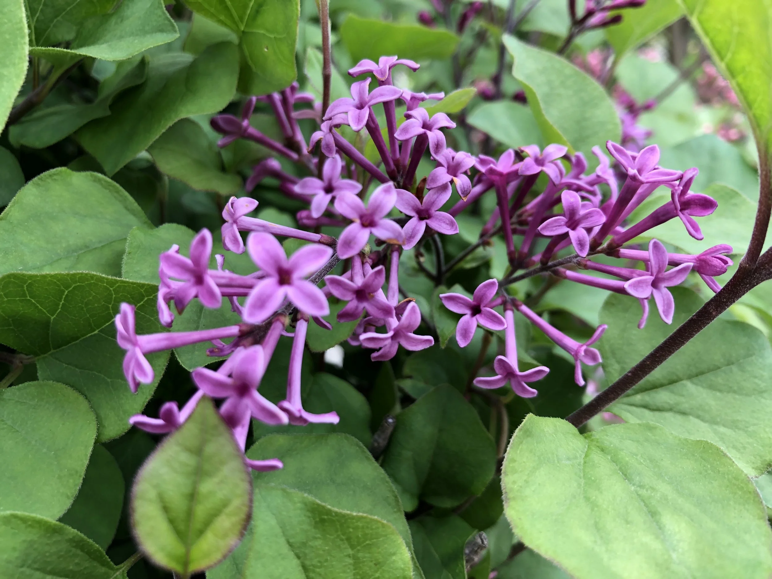 Dwarf Lilacs - Compact, dependable & even re-blooming — Sunnyside Nursery