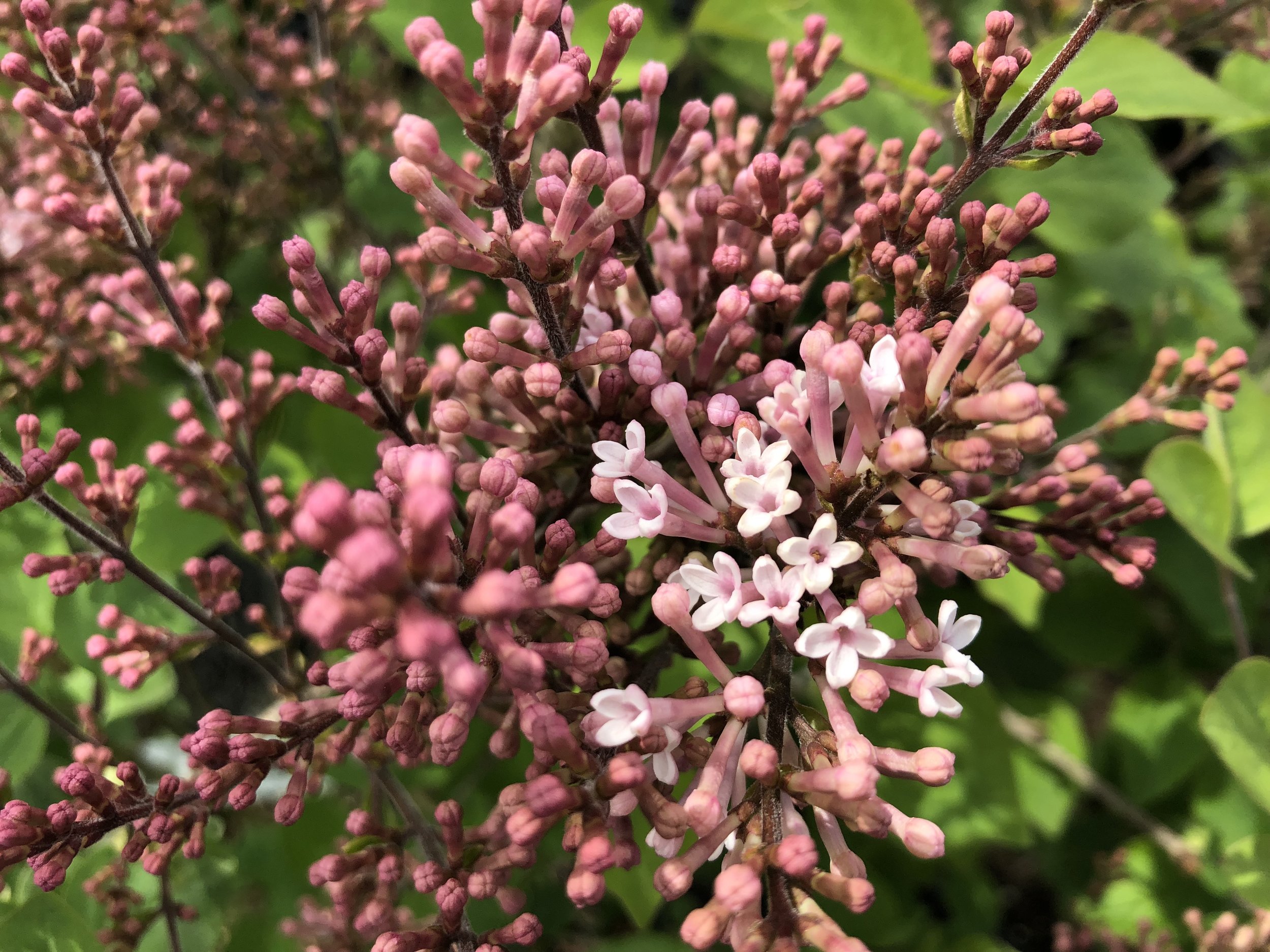 Dwarf Lilacs - Compact, dependable & even re-blooming — Sunnyside Nursery