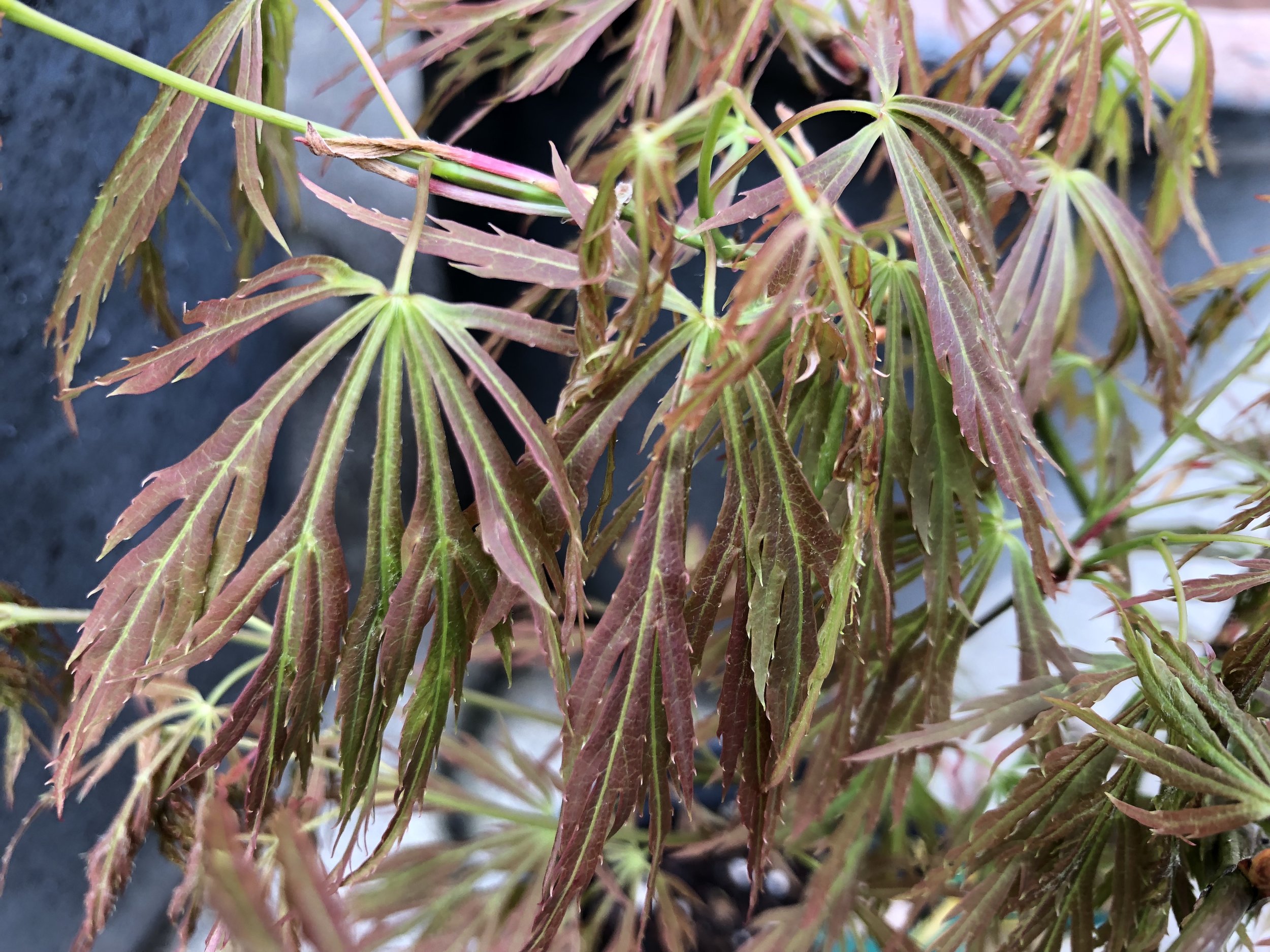 Lace-Leaf Japanese Maples — Sunnyside Nursery