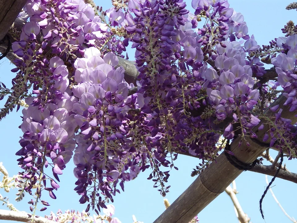 Untangling The Mystery Of Wisteria — Sunnyside Nursery