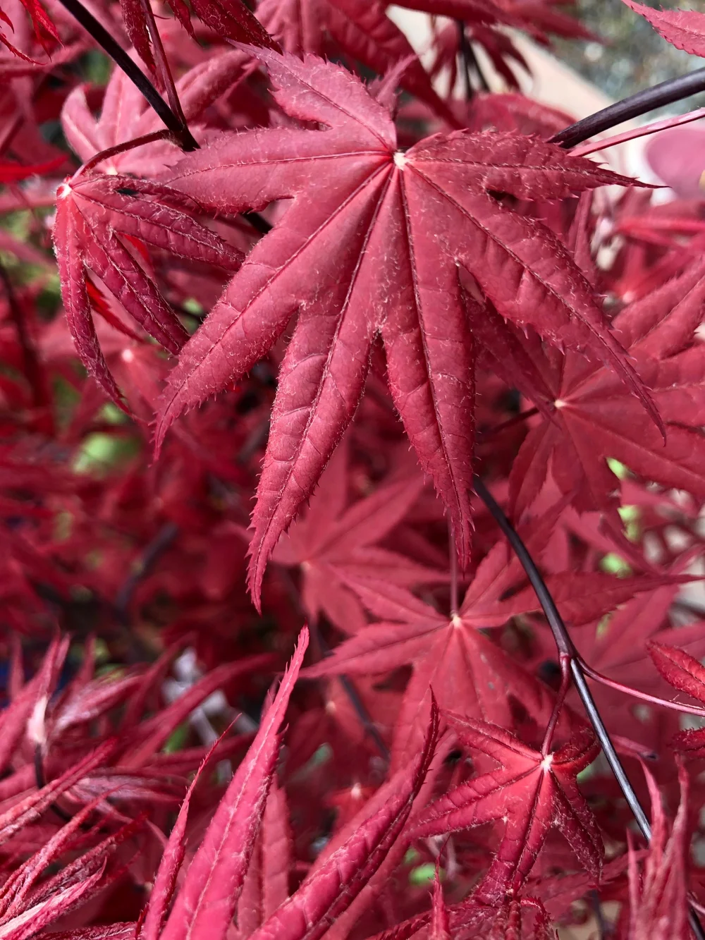 Japanese Maples Under 10 Feet N-Z — Sunnyside Nursery