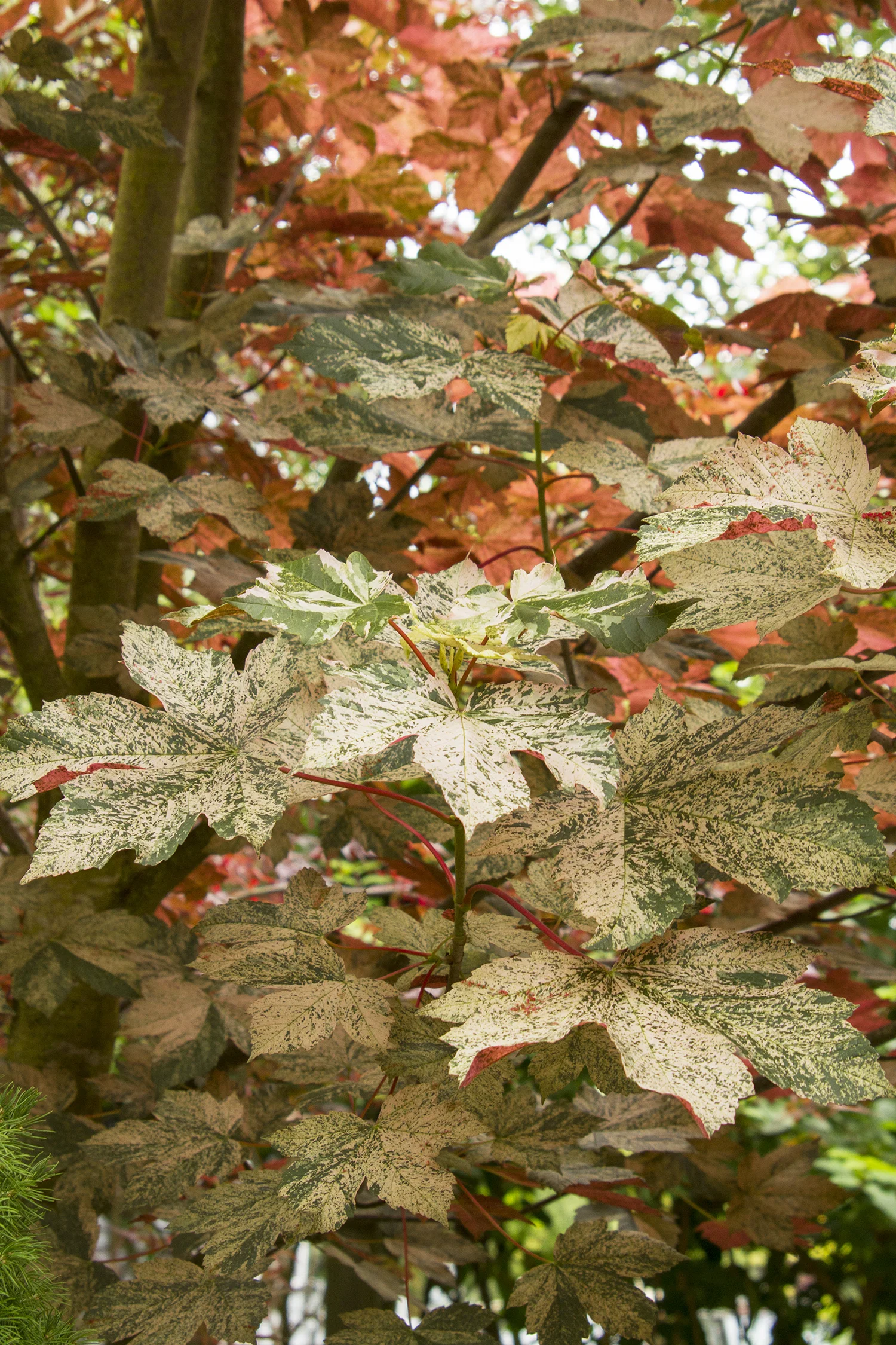 Specialty Japanese Maples — Sunnyside Nursery