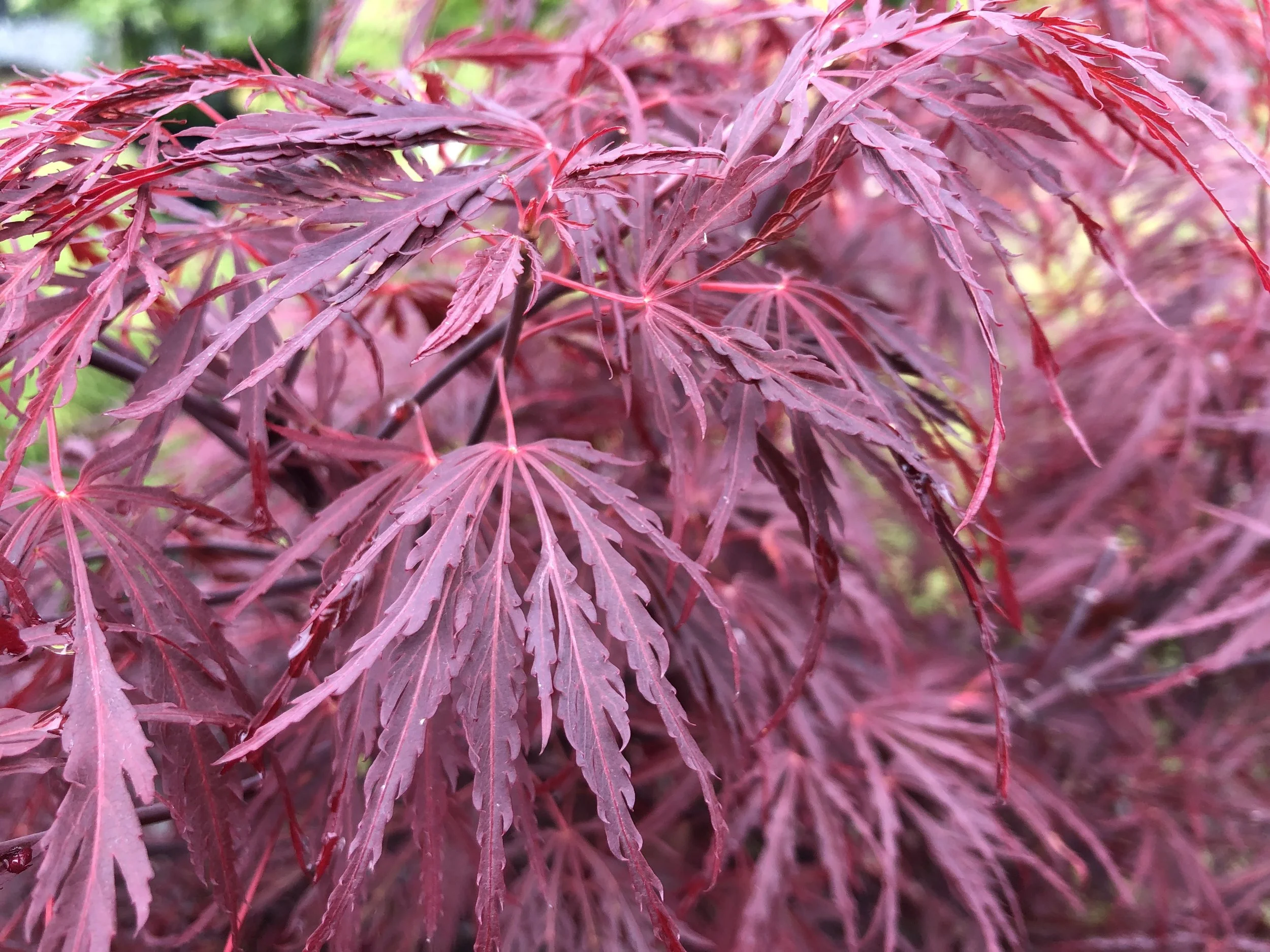 Lace-Leaf Japanese Maples — Sunnyside Nursery
