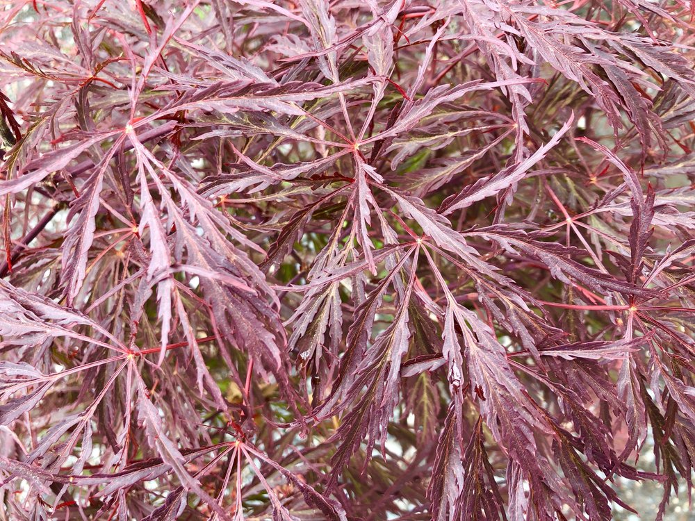 Lace-Leaf Japanese Maples — Sunnyside Nursery