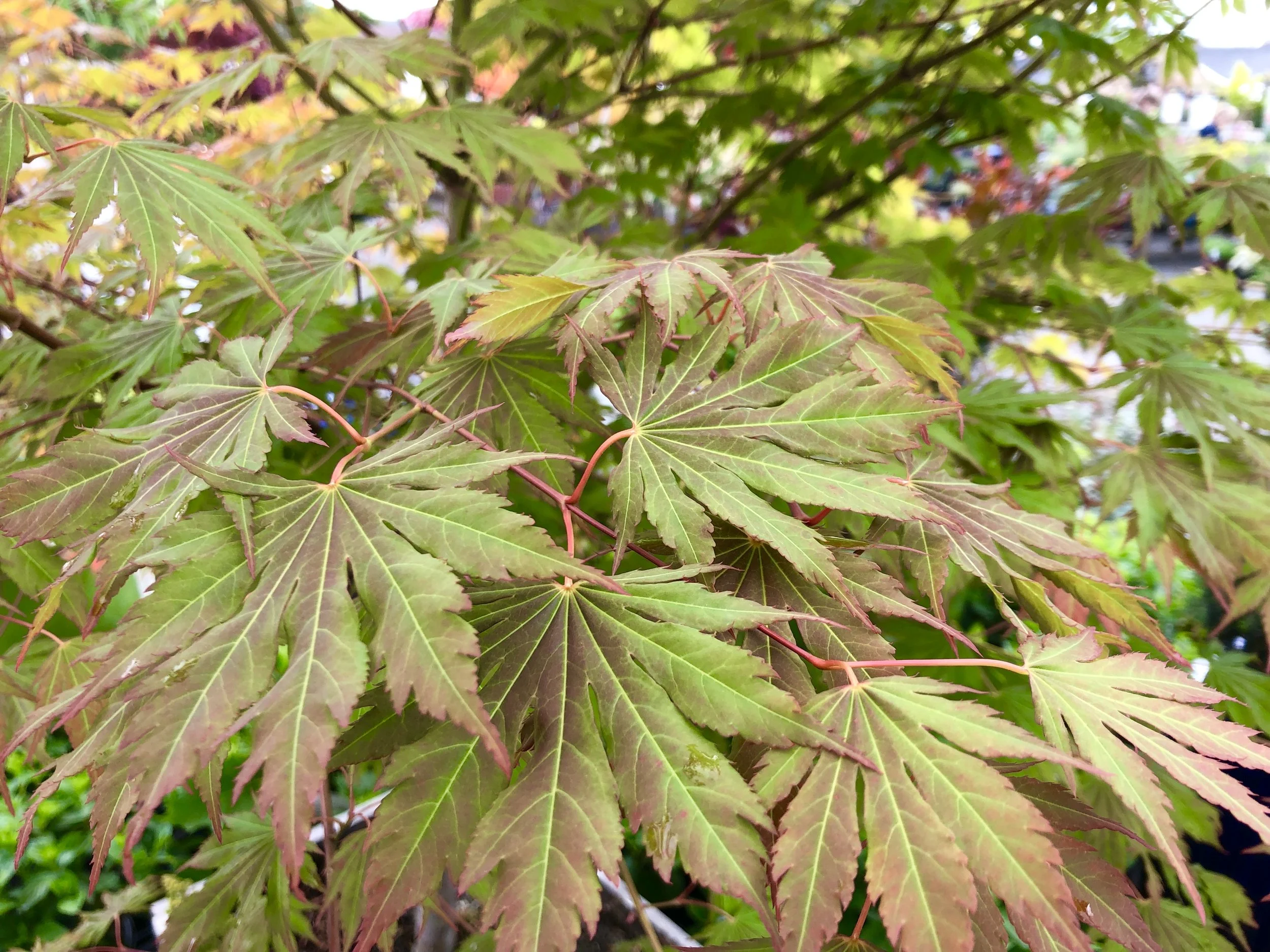 Specialty Japanese Maples — Sunnyside Nursery