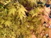 Specialty Japanese Maples — Sunnyside Nursery