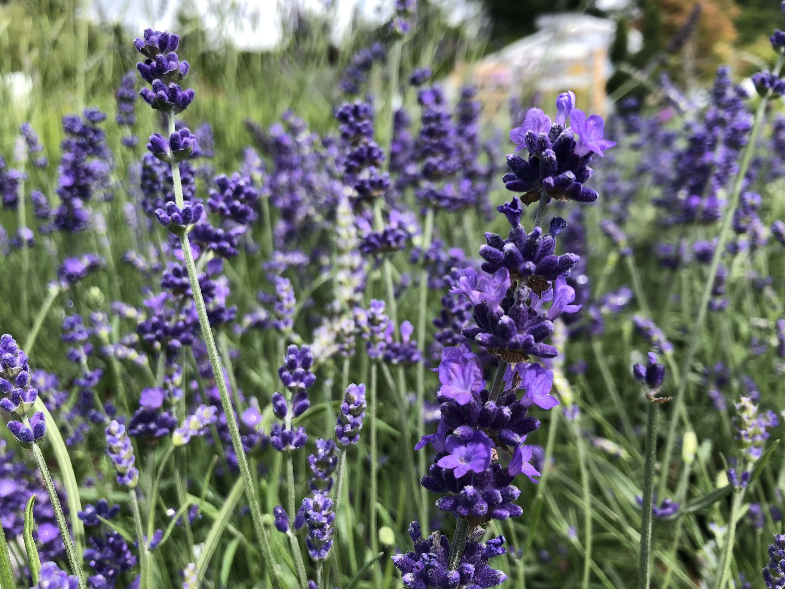 Everything You Ever Wanted To Know About Lavender — Sunnyside Nursery