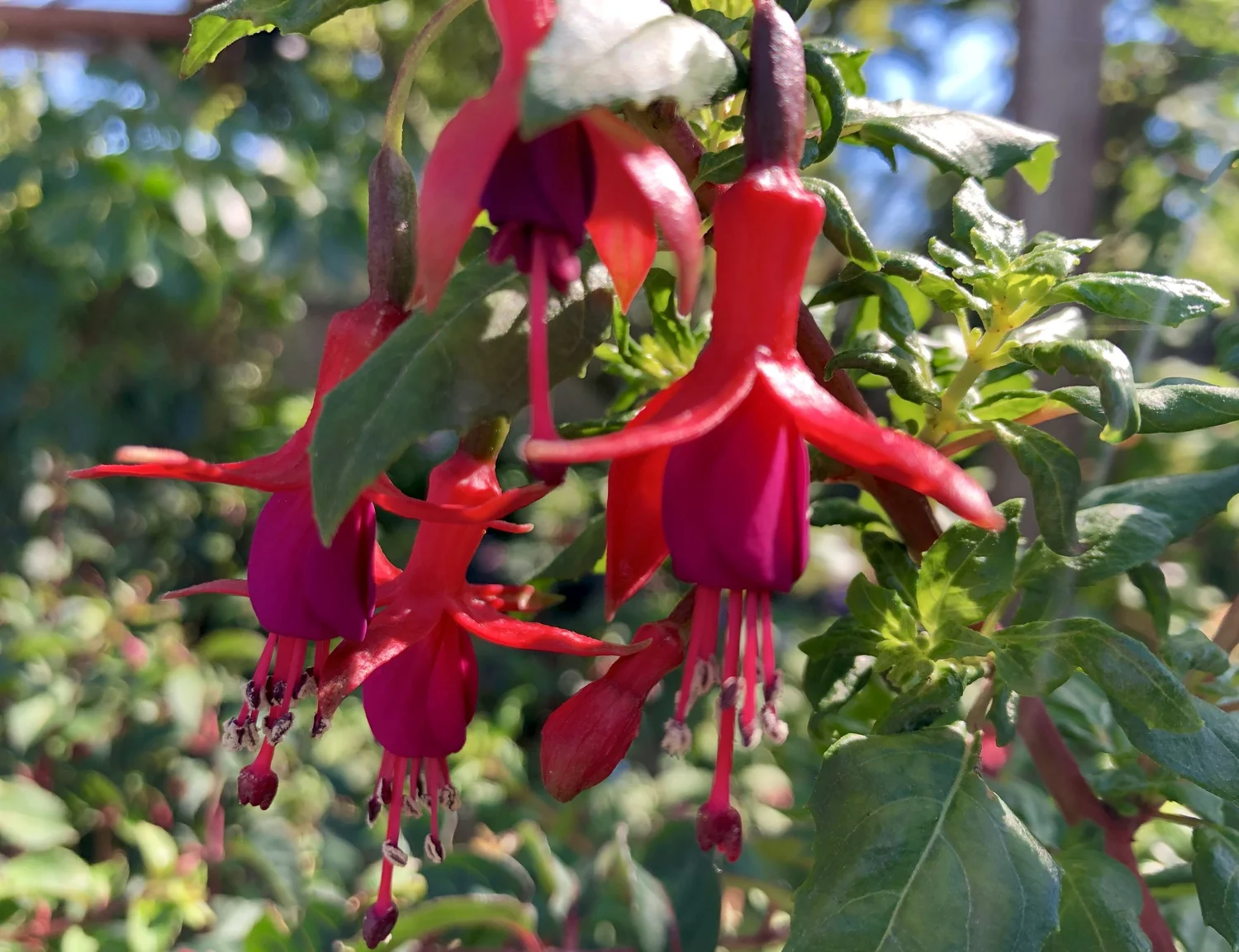 Hardy Fuchsias Are So Much More Than A Shade Plant — Sunnyside Nursery
