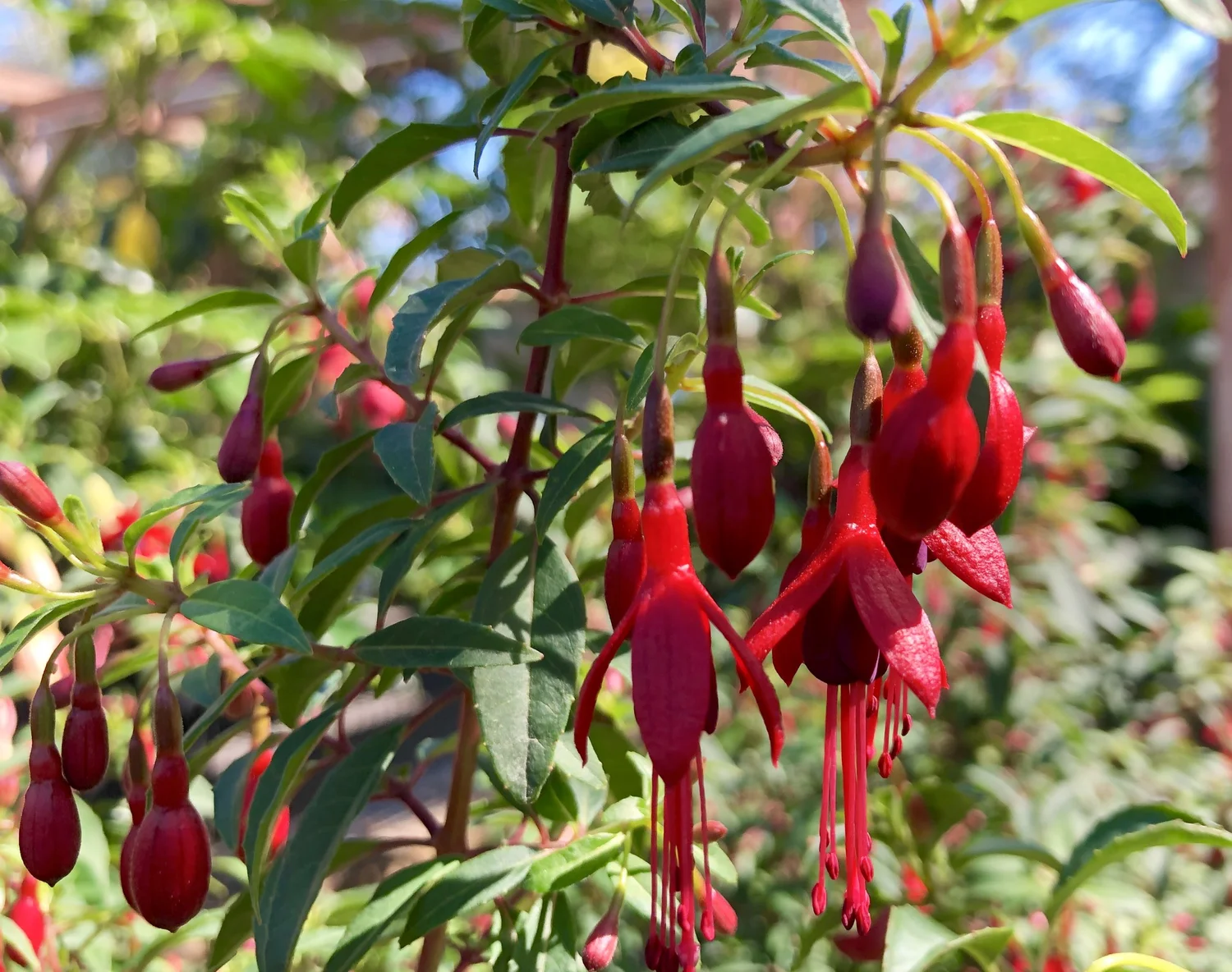 Hardy Fuchsias Are So Much More Than A Shade Plant — Sunnyside Nursery