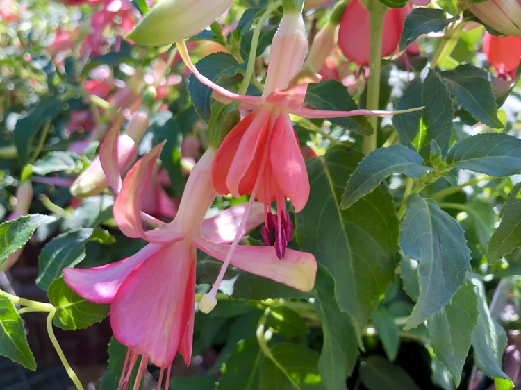 Hardy Fuchsias Are So Much More Than A Shade Plant — Sunnyside Nursery