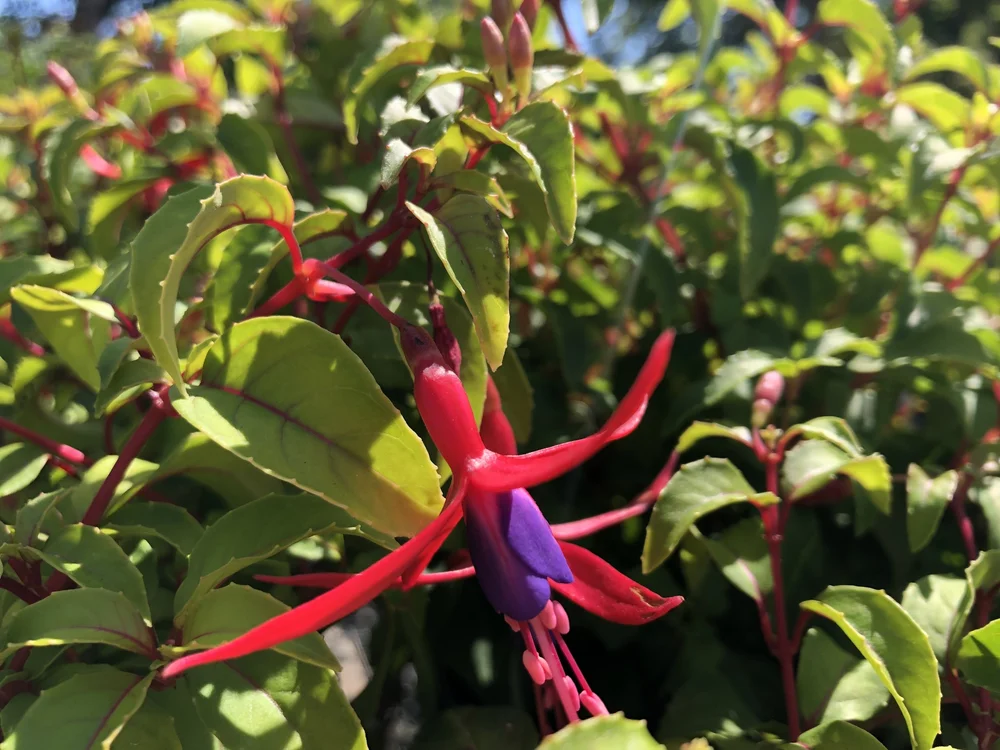 Hardy Fuchsias Are So Much More Than A Shade Plant — Sunnyside Nursery