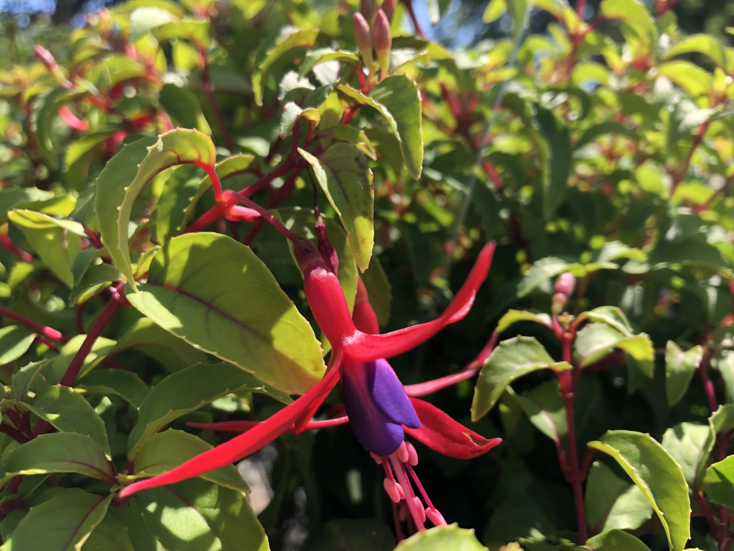 Hardy Fuchsias Are So Much More Than A Shade Plant — Sunnyside Nursery