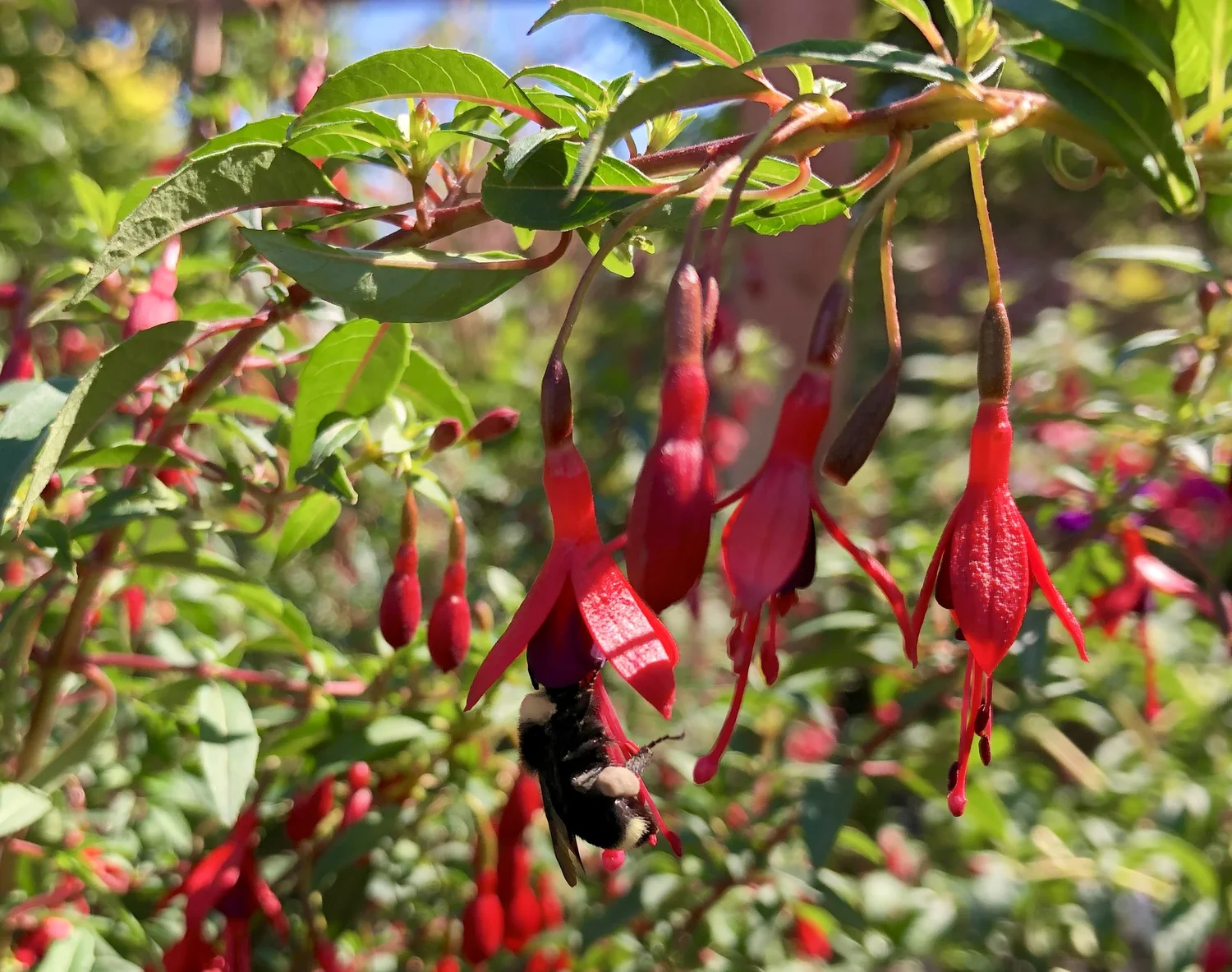 Hardy Fuchsias Are So Much More Than A Shade Plant — Sunnyside Nursery