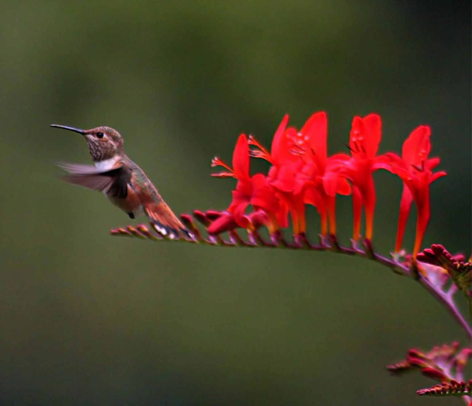 Crocosmia Pack A Lot Of Punch In The Summer — Sunnyside Nursery