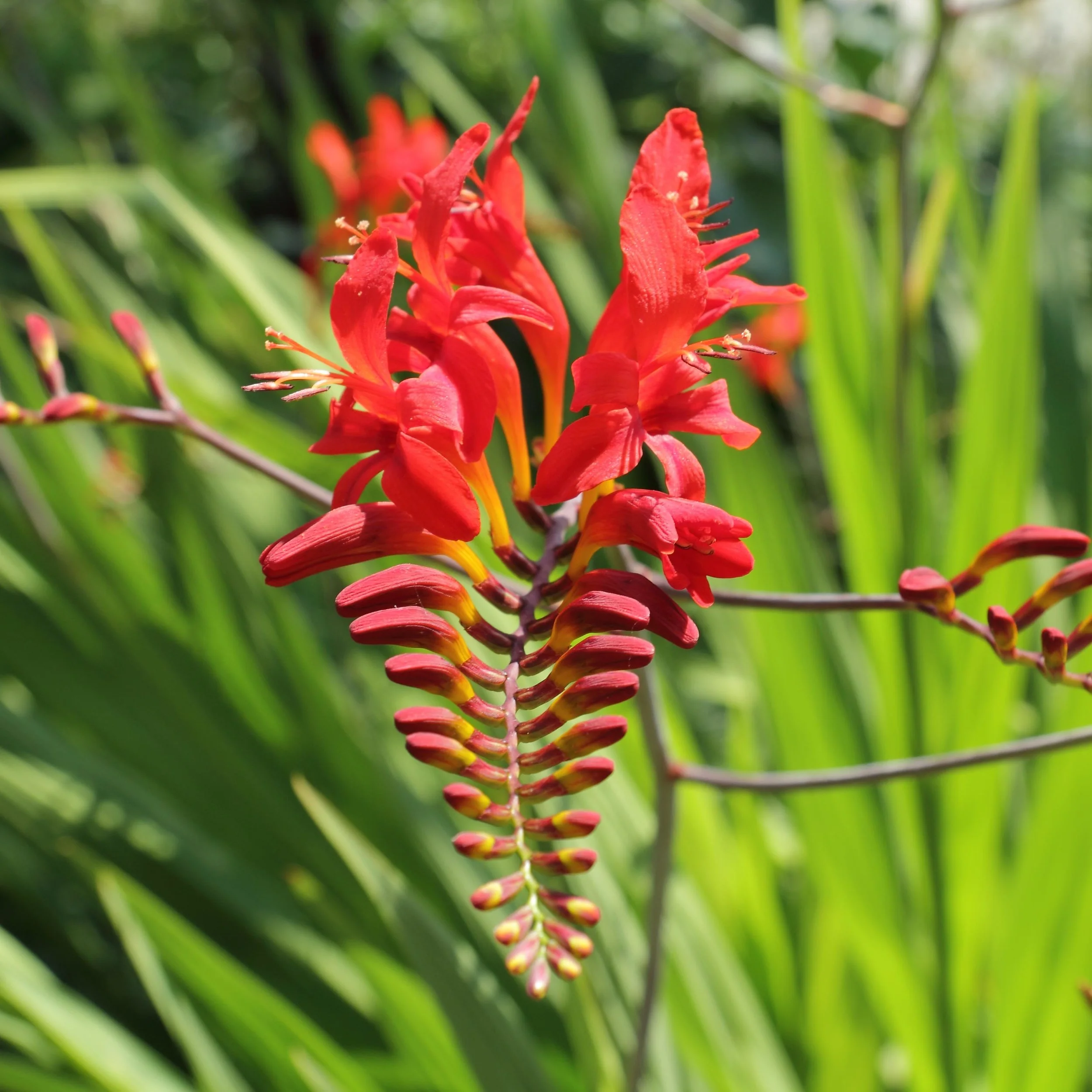 Crocosmia Pack A Lot Of Punch In The Summer — Sunnyside Nursery