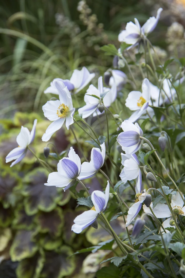 Japanese Anemones — Sunnyside Nursery