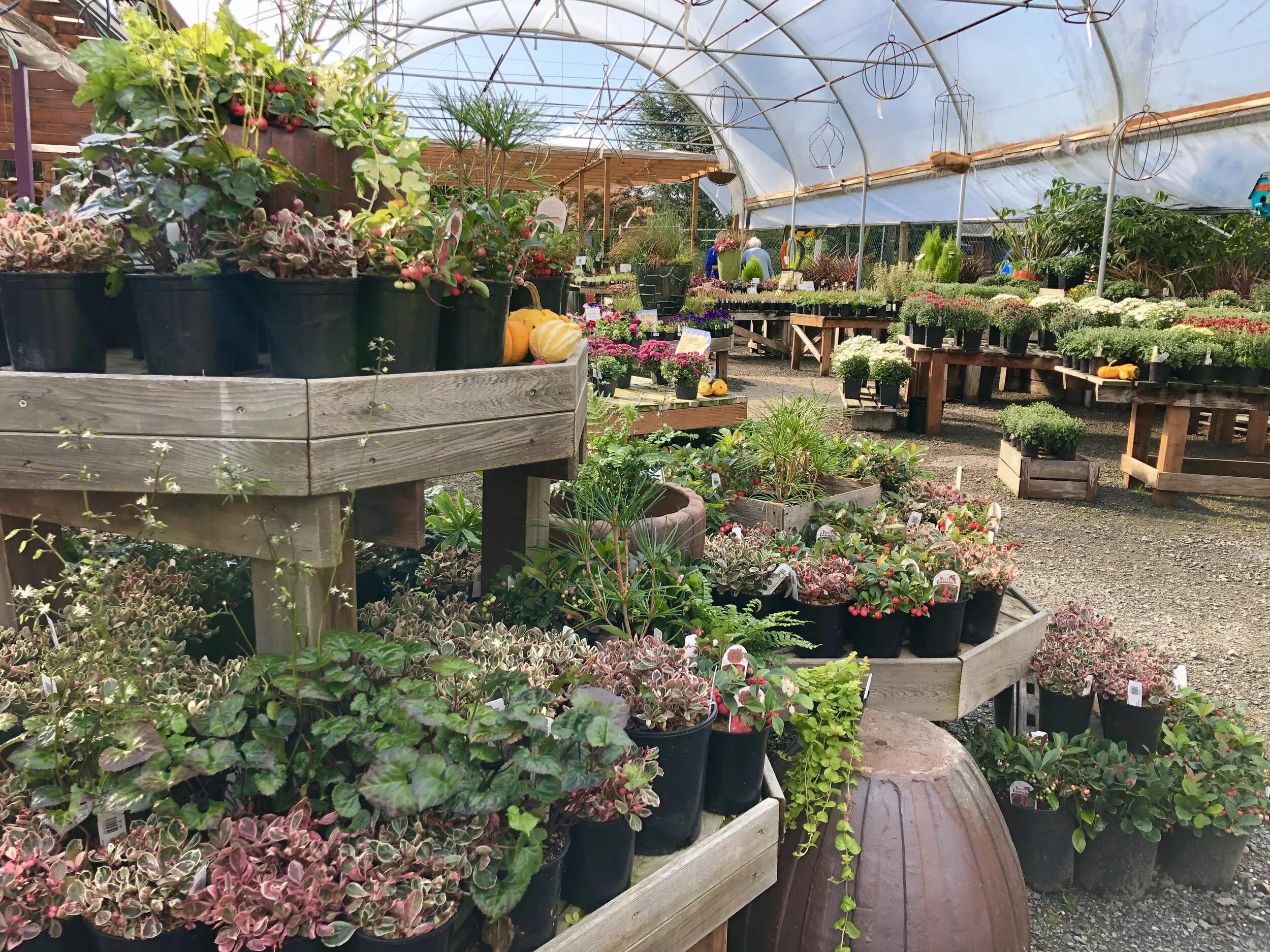 What's New For 2020 — Sunnyside Nursery