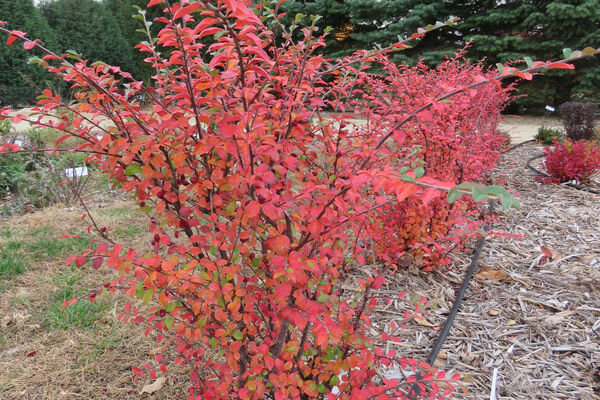 What's New For 2020 — Sunnyside Nursery