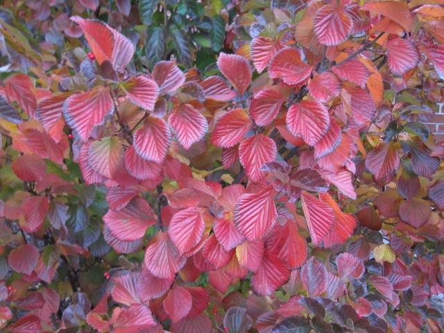 The Many Faces Of The Genus Viburnum — Sunnyside Nursery