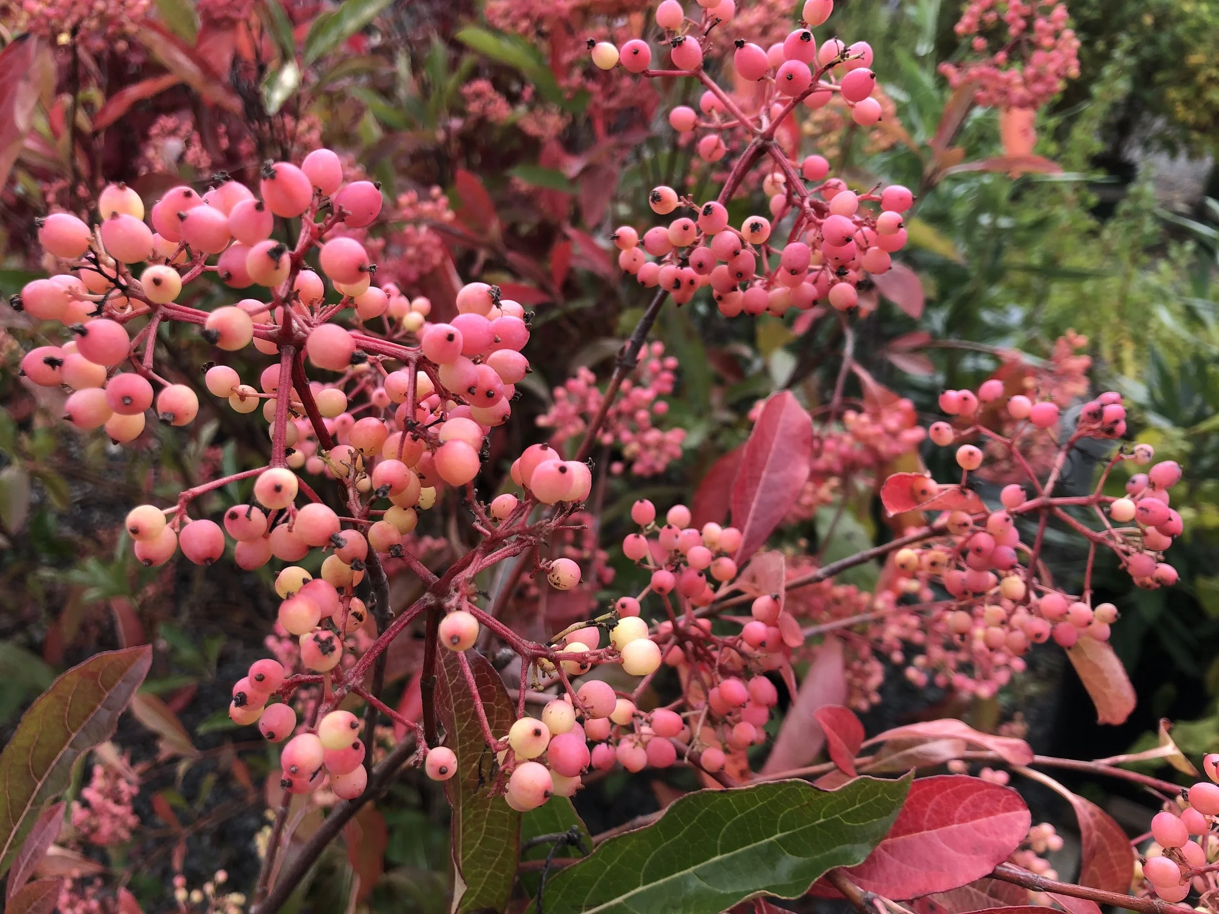 The Many Faces Of The Genus Viburnum — Sunnyside Nursery