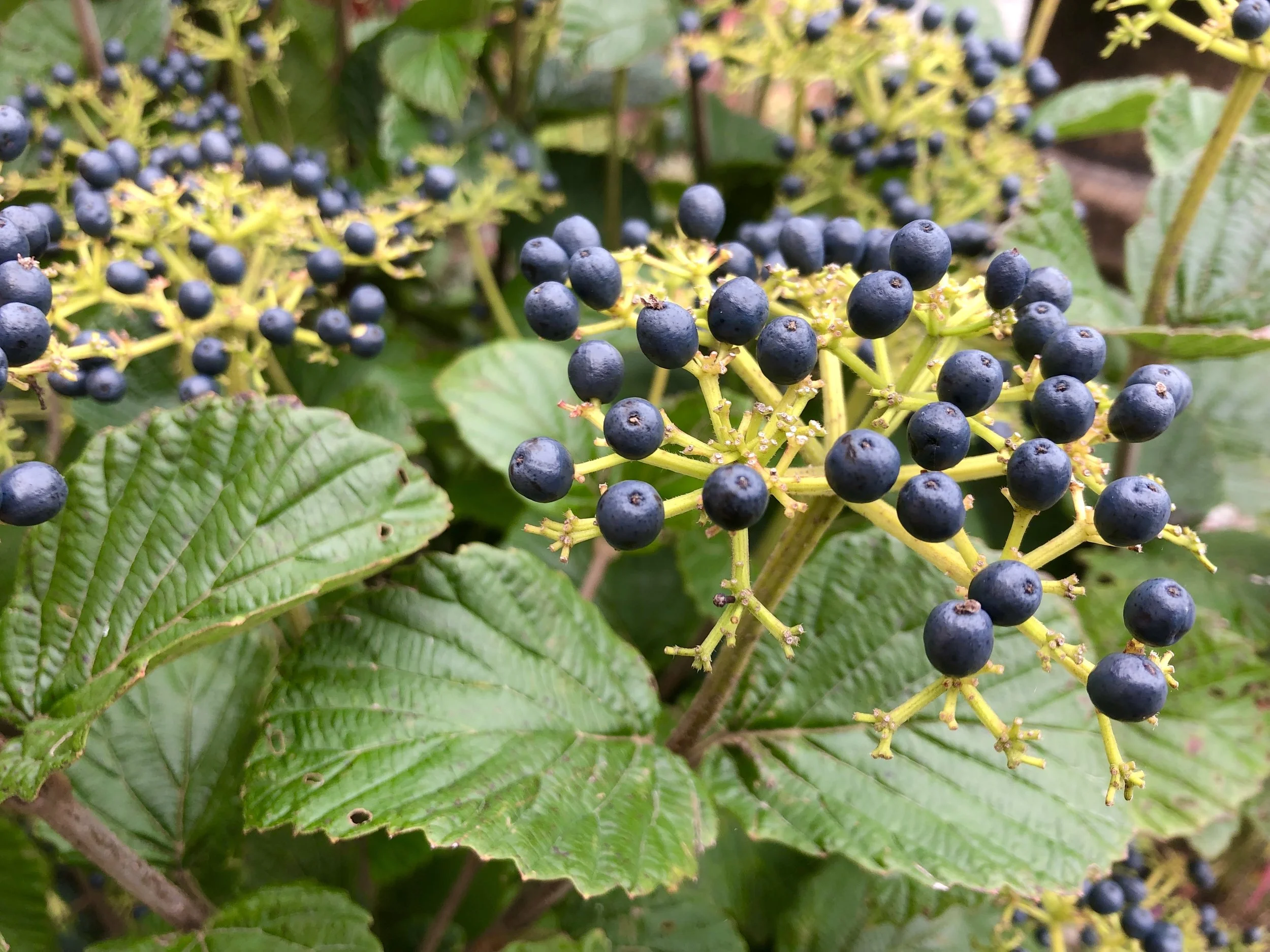 The Many Faces Of The Genus Viburnum — Sunnyside Nursery