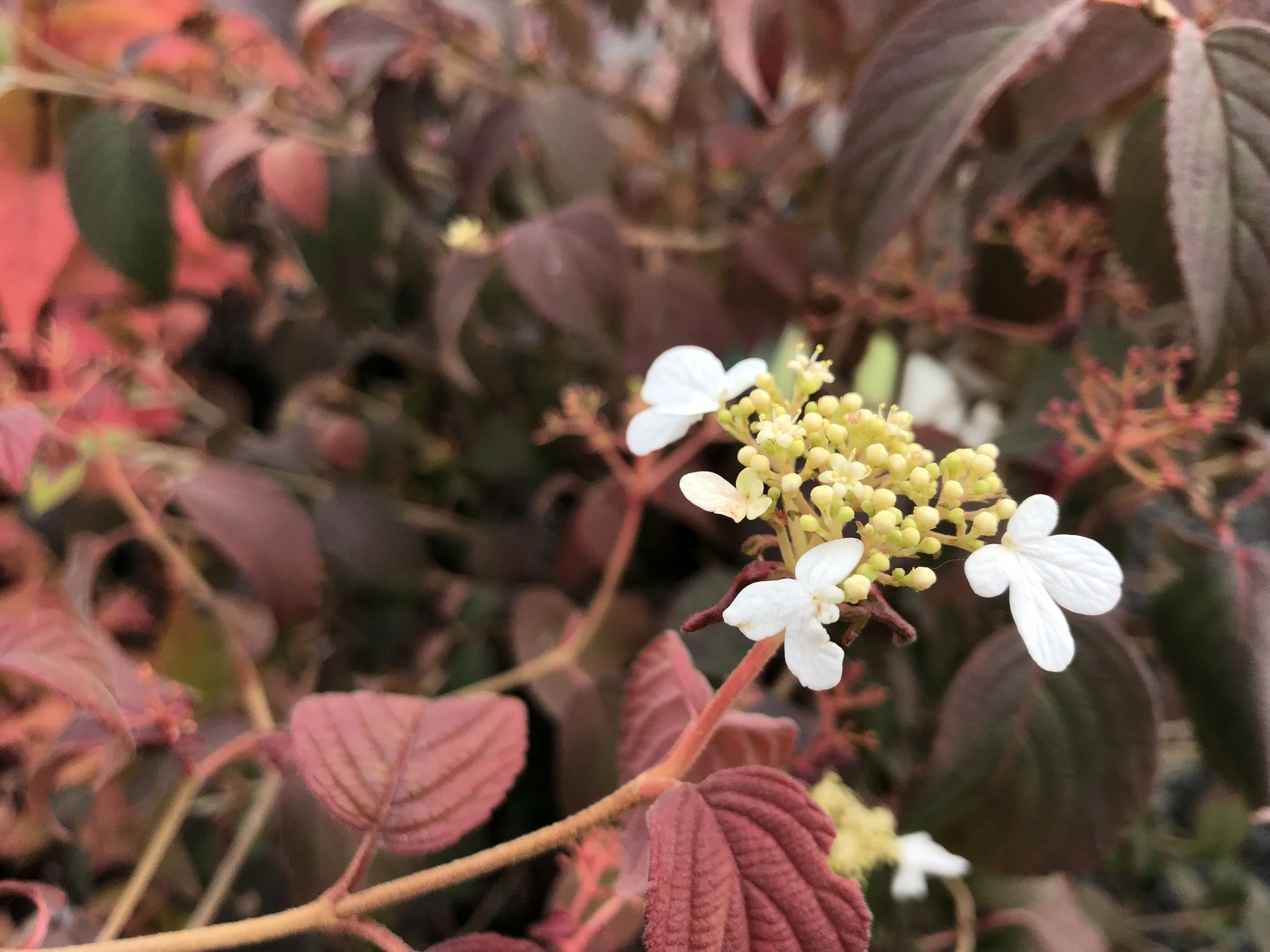 The Many Faces Of The Genus Viburnum — Sunnyside Nursery
