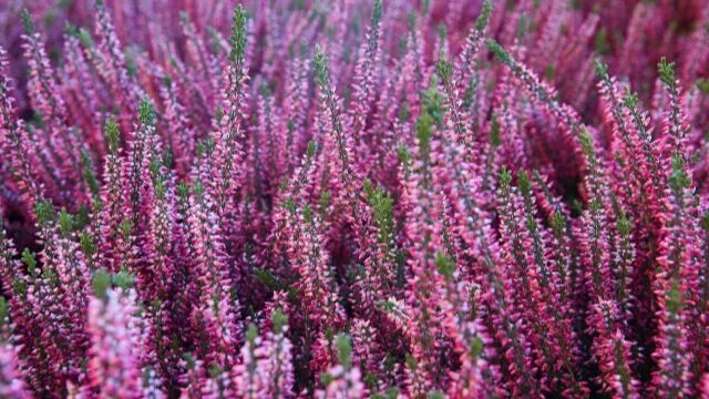 Have Fun With These "Bud-Blooming" Heathers — Sunnyside Nursery