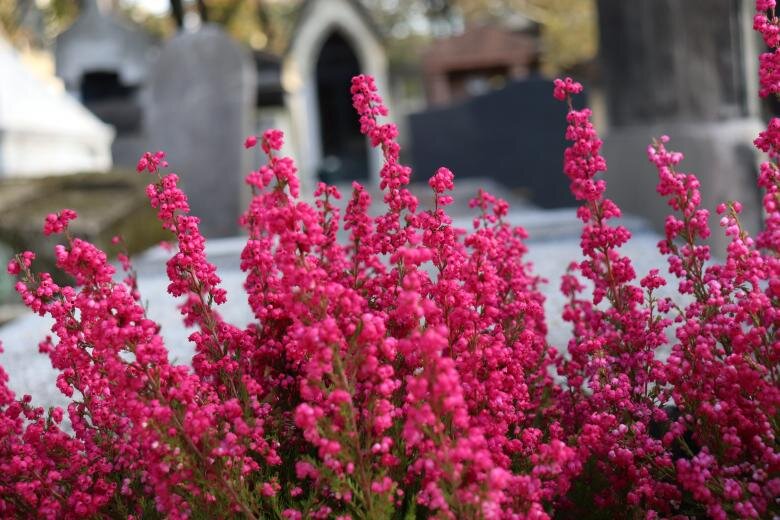Have Fun With These "Bud-Blooming" Heathers — Sunnyside Nursery