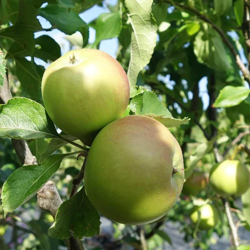 Apple Trees — Sunnyside Nursery