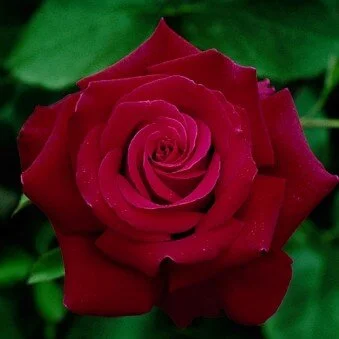 Hybrid Tea Roses — Sunnyside Nursery