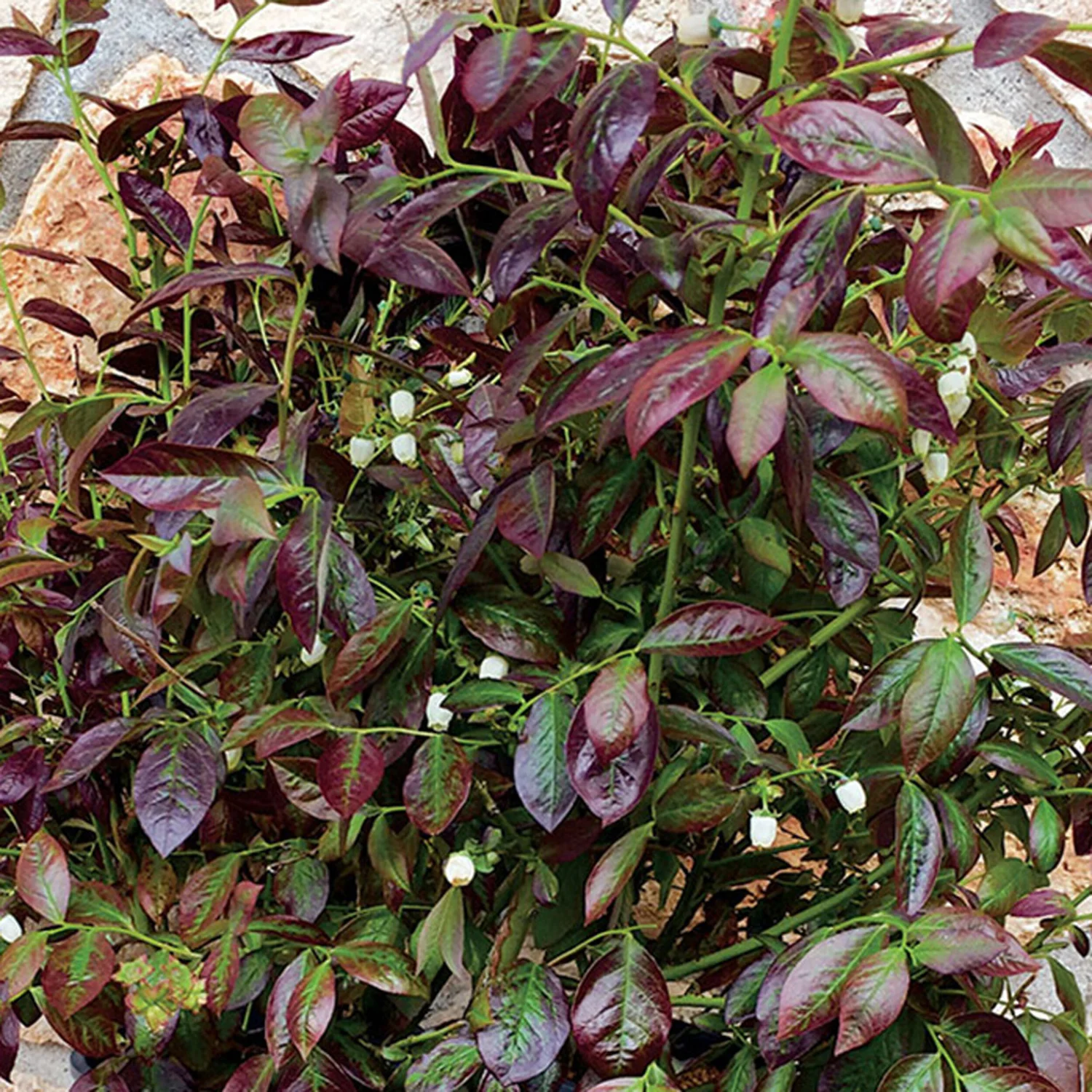 Blueberries — Sunnyside Nursery