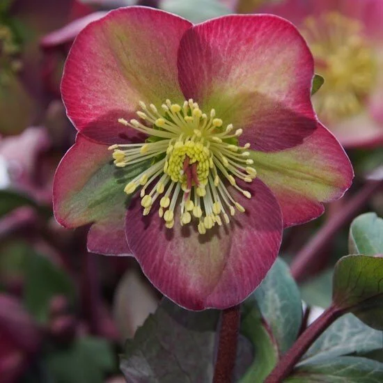 Hellebores Are Back! — Sunnyside Nursery