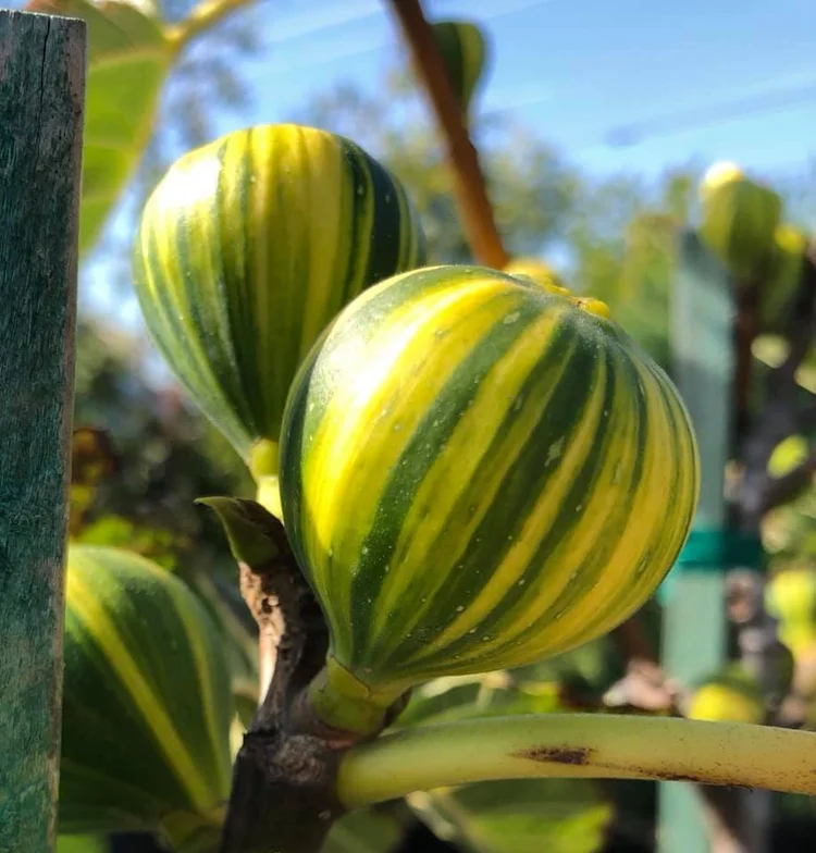 Fig Trees — Sunnyside Nursery