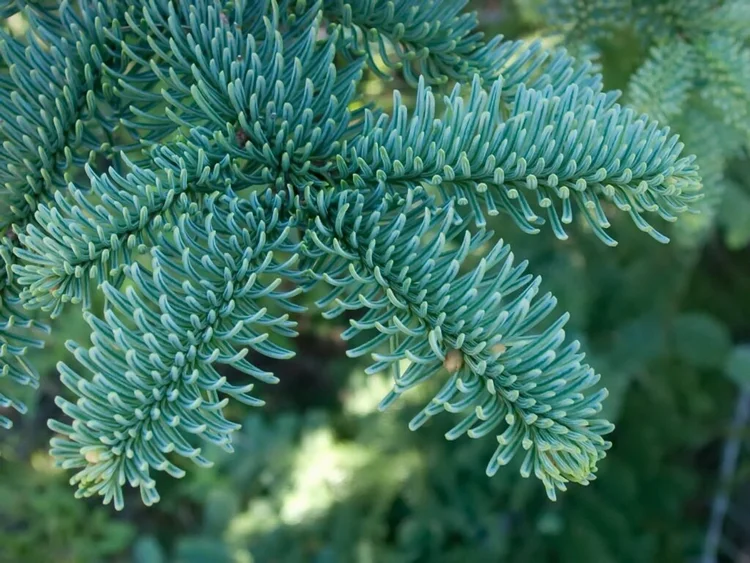 Abies — Sunnyside Nursery